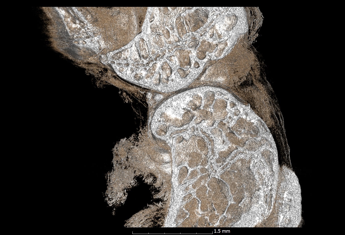 How The InCiTe Microscopes Empower Biomedical Research